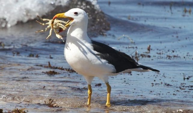 Rêver de manger un albatros - Interprétations exactes Rêver de manger un albatros - Interprétations exactes