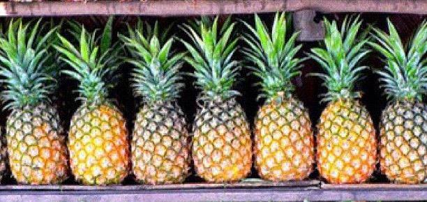 Rêver de manger un ananas - Interprétations exactes Rêver de manger un ananas - Interprétations exactes
