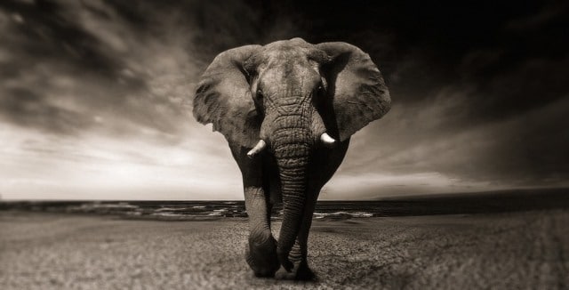 Rêver de manger un éléphant - Sens et interprétations exactes Rêver de manger un éléphant - Sens et interprétations exactes
