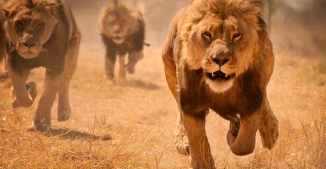 Rêver d'être poursuivi par un lion - Interprétations exactes Rêver d'être poursuivi par un lion - Interprétations exactes