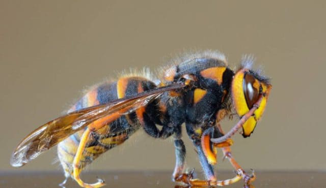 Rêver de frelon géant Sens signification et interprétation précises